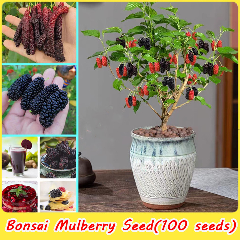 100 Seeds/pack Dwarf Mulberry Seeds for Planting Sweet Fruits Seeds Bonsai Fruit Tree Seeds-A631 ...