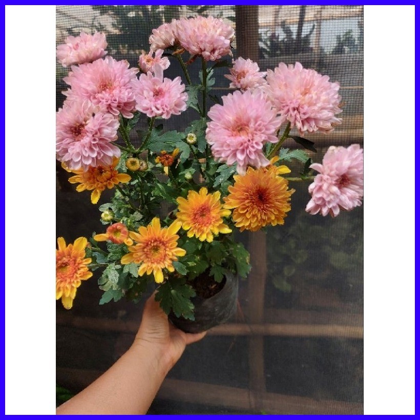 Chrysanthemum / Malaysian Mums Varieties Different Flowers | Shopee ...