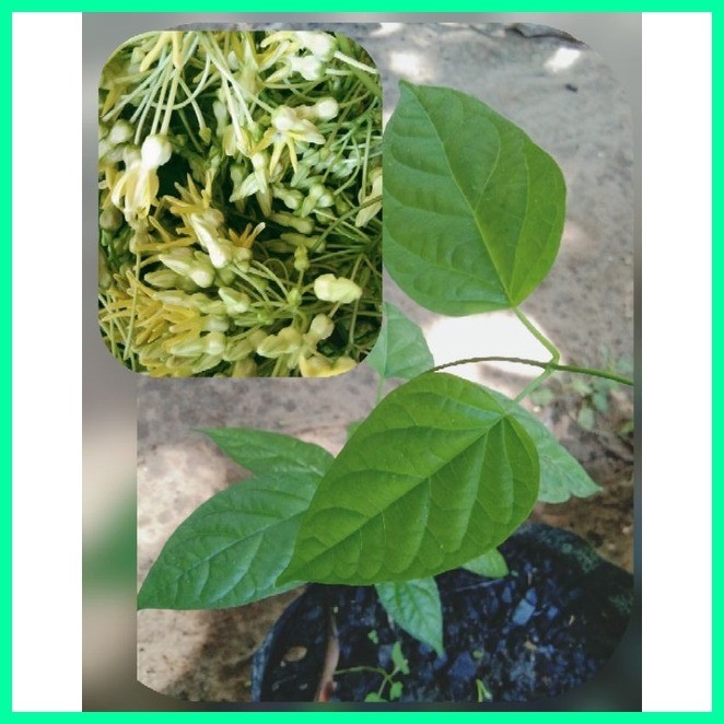 Sabidukong/pusapusa/dukep/bagbagkong/ampupuyat,edible wildflower ...