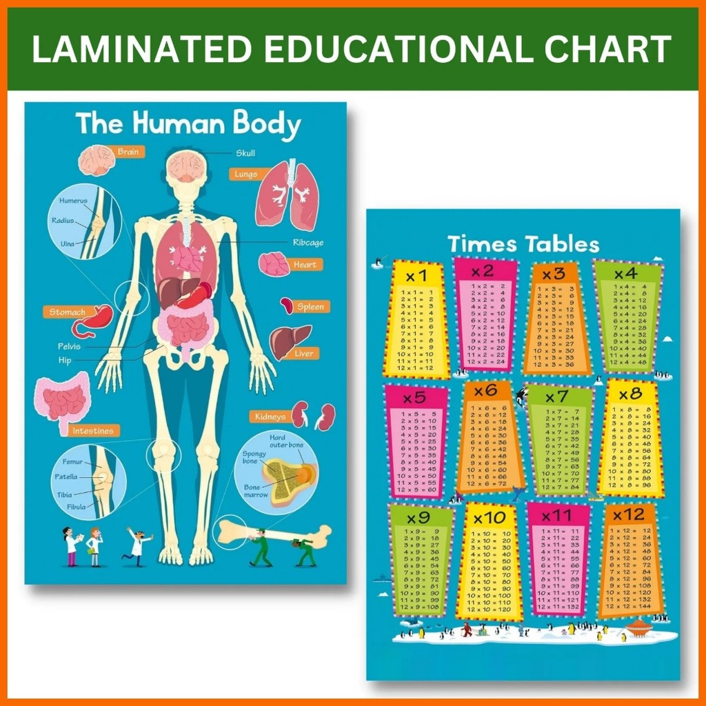Laminated Human Body, Alphabet, Times Table, Numbers 1-20, Numbers 1 ...