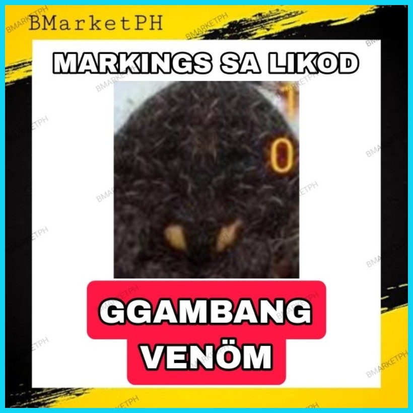 ۞ § GAGAMBA PANG BATA AT PANG DERBY ALL SIZE ( Fast Delivery ) | Shopee ...