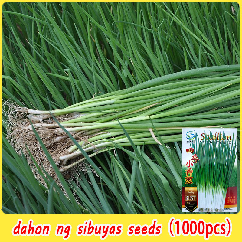 1000SEEDS/PACK-DAHON NG SIBUYAS/BHING ONION - /ONION SEEDS-A675 ...
