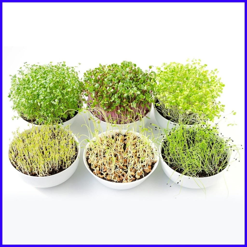 Microgreens SET - 9 assorted sachets in 1 pack | Shopee Philippines