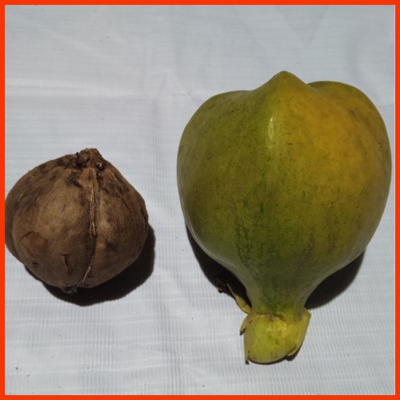 Bitoon SEEDS 1kg. (gamot sa bukol/goitre/cyst) | Shopee Philippines