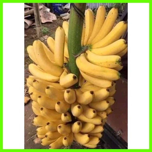 Lakatan Davao tissue 50 cm. tall | Shopee Philippines