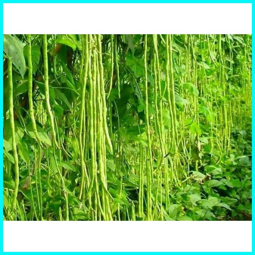 Vegetable Twine 6 ply Blue / Black (Approx 500g) Balag / Trellis ...