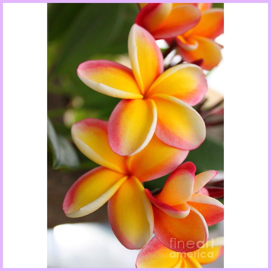 § kalachuchi plumeria flower tree seeds frangipani | Shopee Philippines