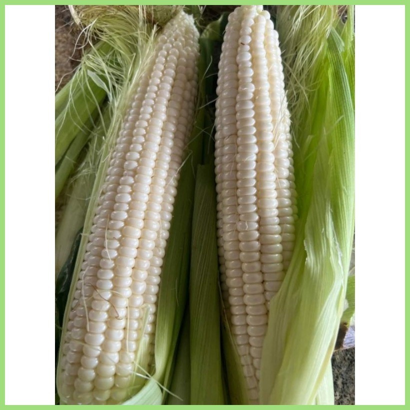 ♟ ⊕ ∈ BINATOG Lagkitan/Malagkit White Corn 1KG Pack with FREE LIME ...