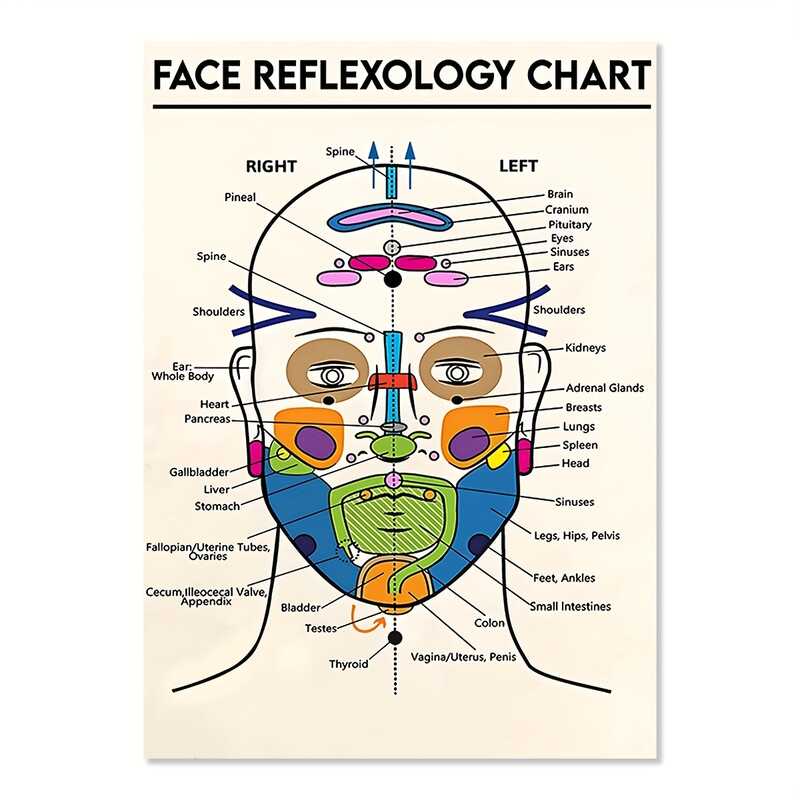Facial Muscles Poster Anatomy Fat Pad Detailed Chart Print Canvas ...