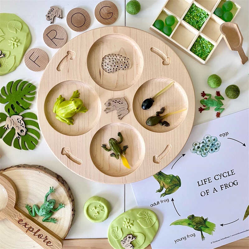 WD Montessori Life Cycle Animal Toys Butterfly Bee Insect Lifestyle ...