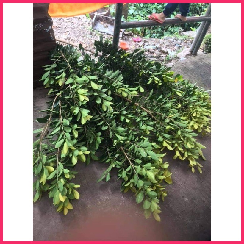 ♣ Balete/Ficus Tree Cuttings Only (per piece) | Shopee Philippines