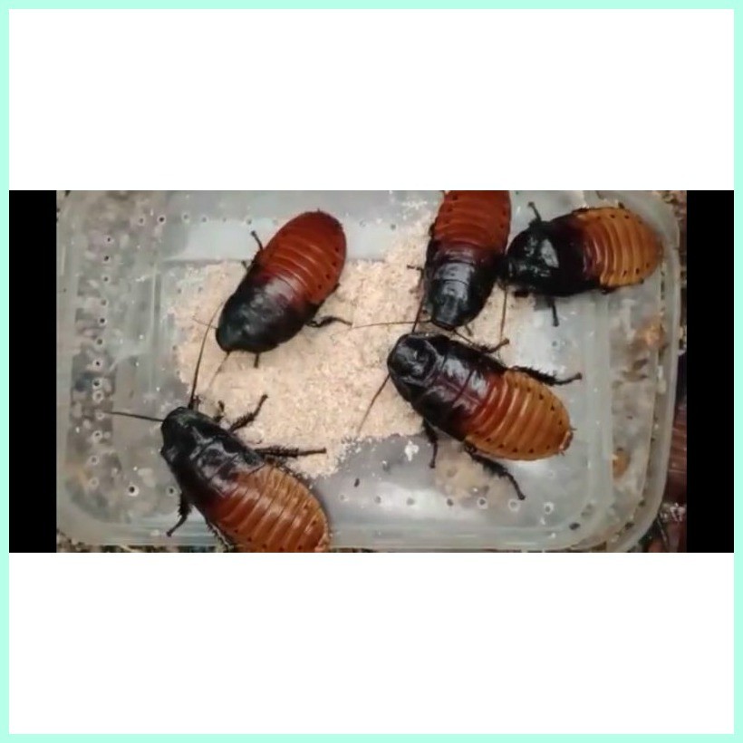 ∈ Cockroach food (Dubia, lats, MHC etc) | Shopee Philippines