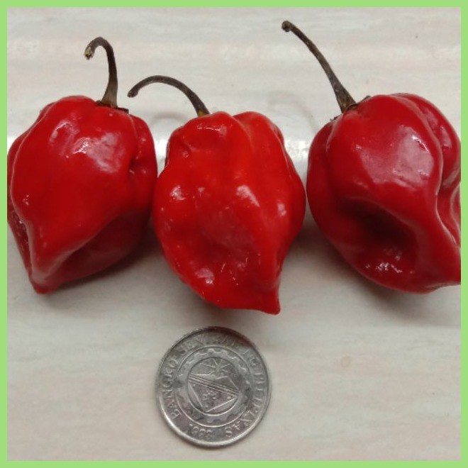 Red Savina Habanero Seeds(Capsicum Chinense) | Shopee Philippines
