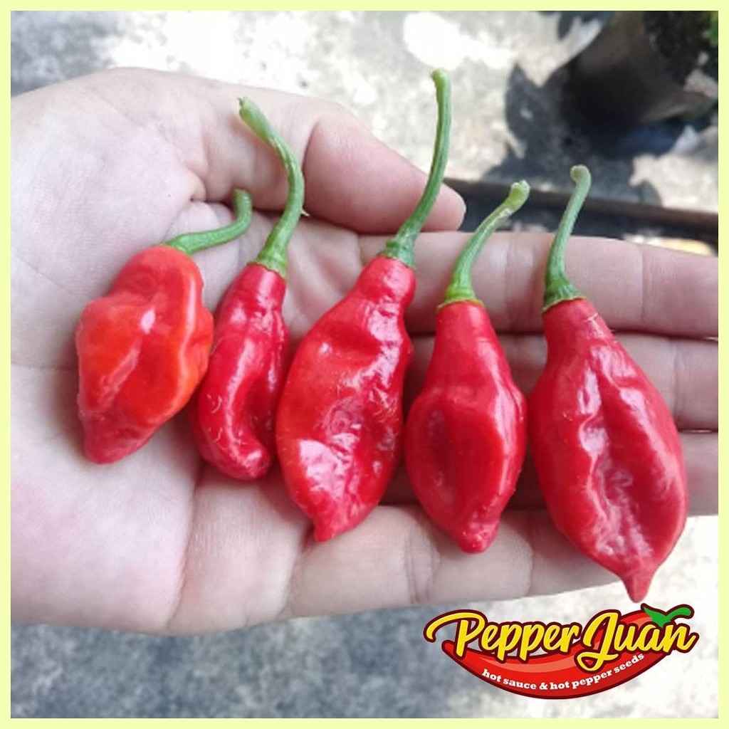 ˍ Siling Demonyo Pepper Seeds (10 seeds) | Shopee Philippines
