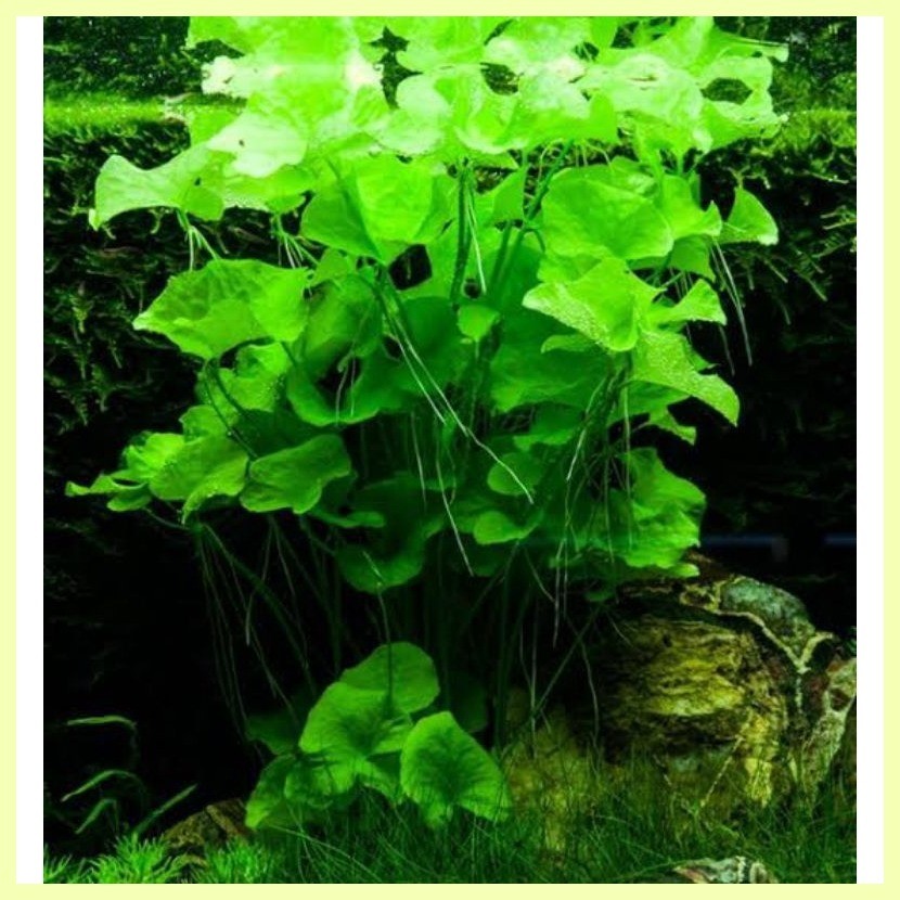 ⚫ Red Tiger Lotus and Nymphoides Hydrophylla 'Taiwan Lily' lowtech ...