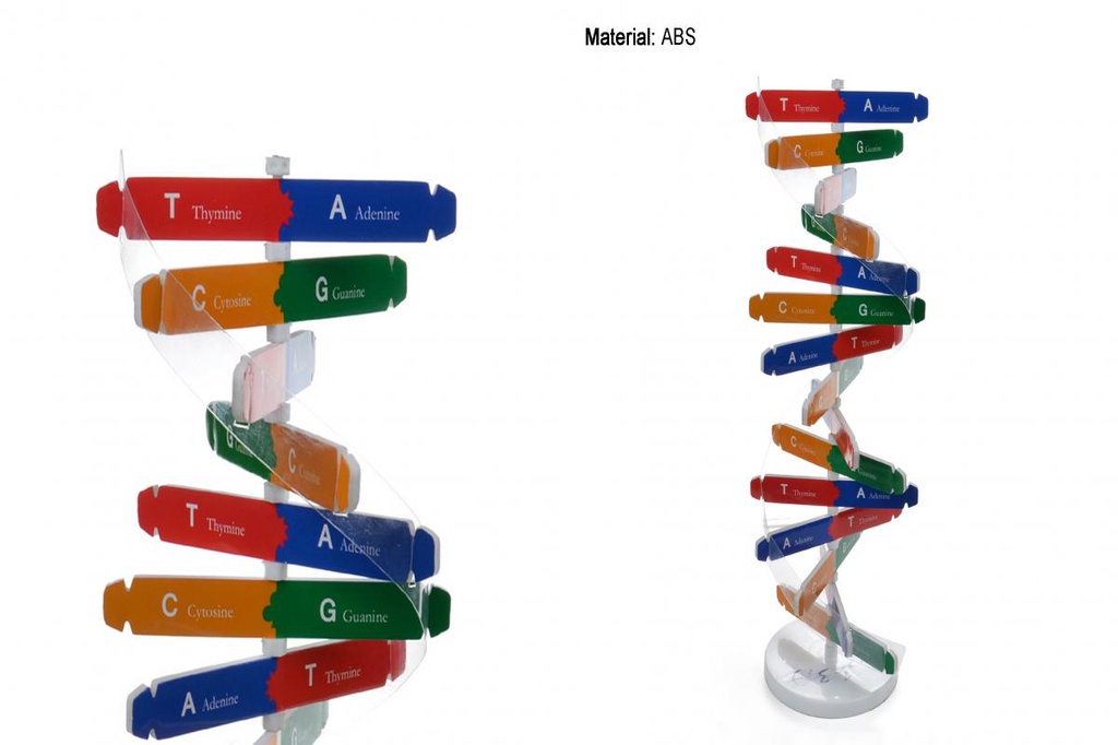 someryer| DNA Models Double Helix Structure Teaching Toy ABS Double ...