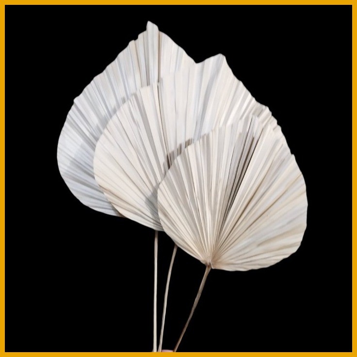 ANAHAW LEAVES PAMBANSANG DAHON DRIED ANAHAW LEAVES REAL DRIED ANAHAW ...