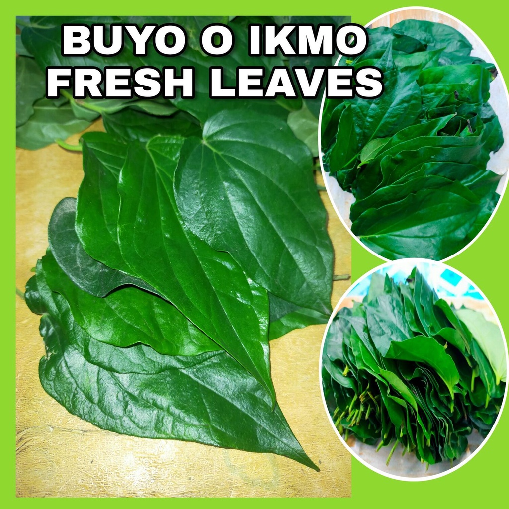 BUYO FRESH LEAVES (IKMO) | Shopee Philippines