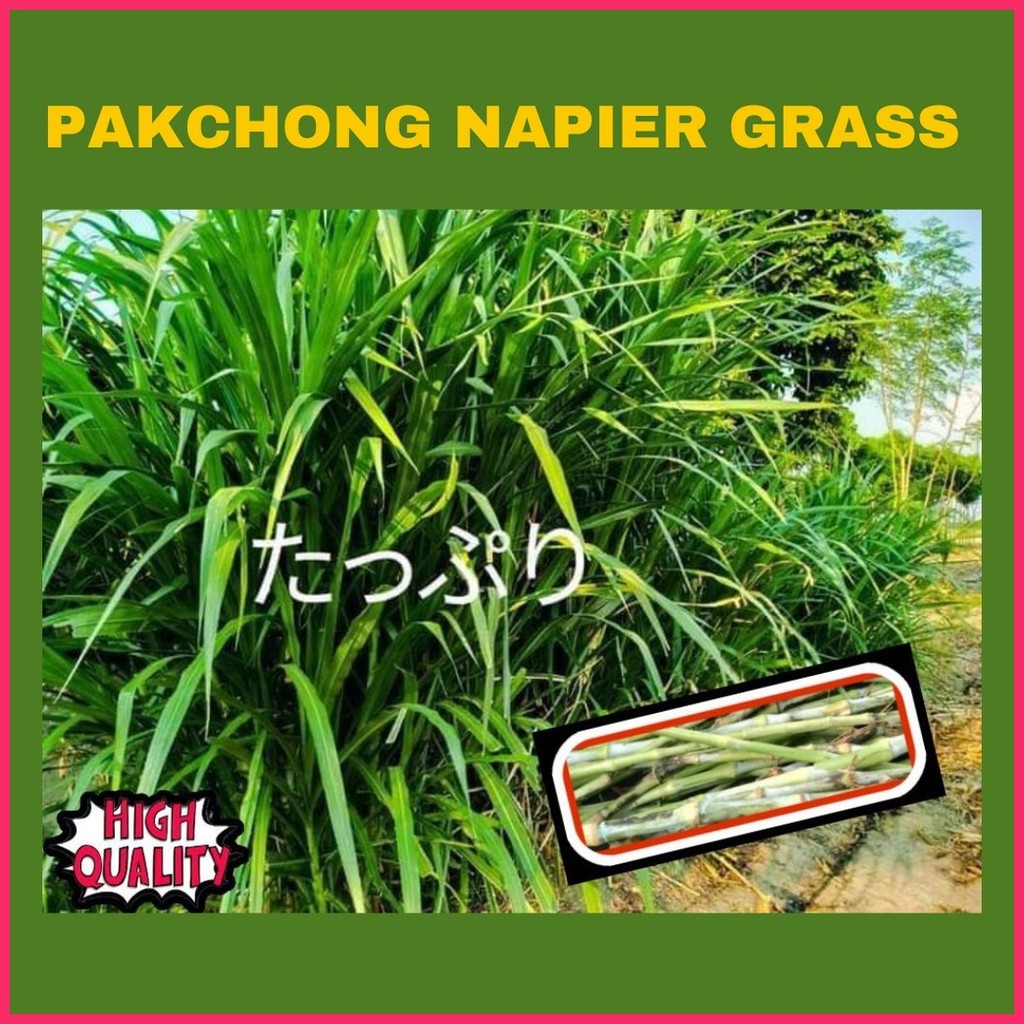 20pcs+ Pakchong Super Napier Grass Cuttings [] HIGH QUALITY PLANTING ...