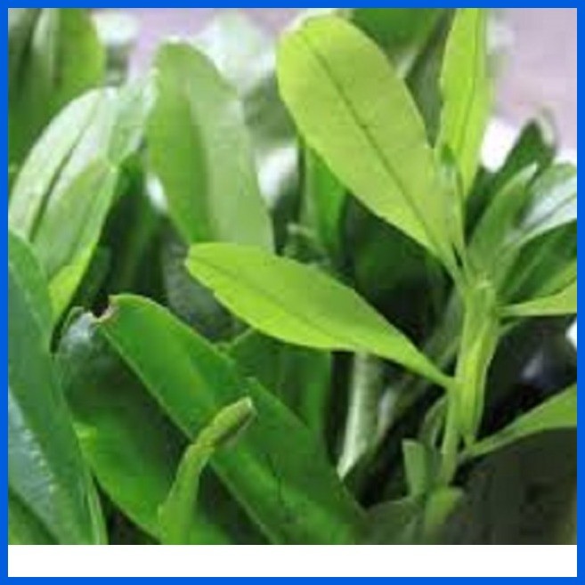 ⚽︎ TALILONG SEED`S " PHILIPPINE SPINACH" (KULITIS) | Shopee Philippines