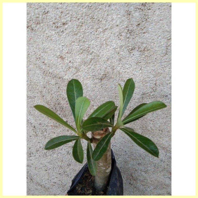 Calachuchi with roots (Adenium Obesum) | Shopee Philippines