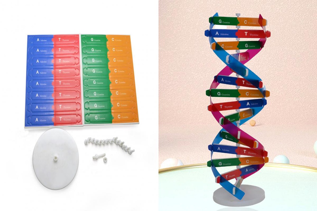 someryer| DNA Models Double Helix Structure Teaching Toy ABS Double ...