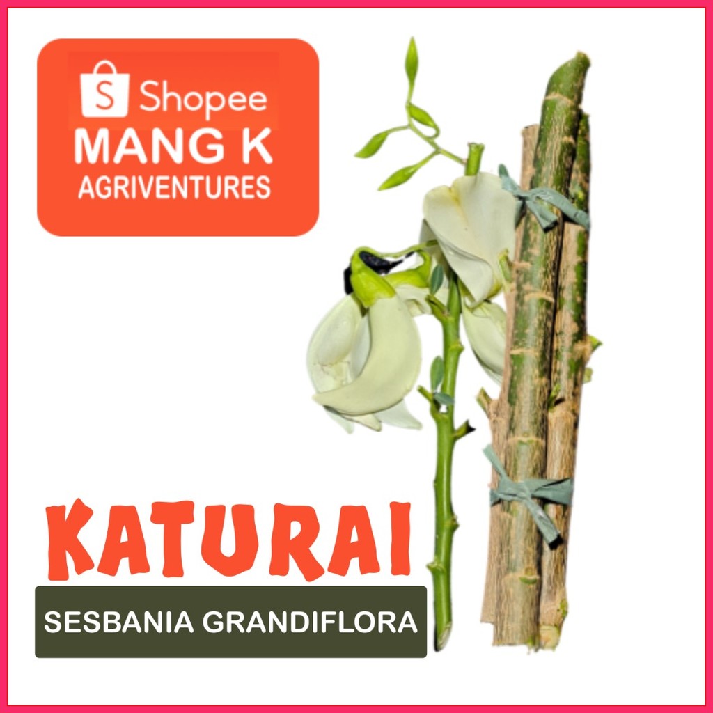 § KATURAY Sesbania Grandiflora| LEGUMBRE pakain sa BAKA TUPA KAMBING at ...