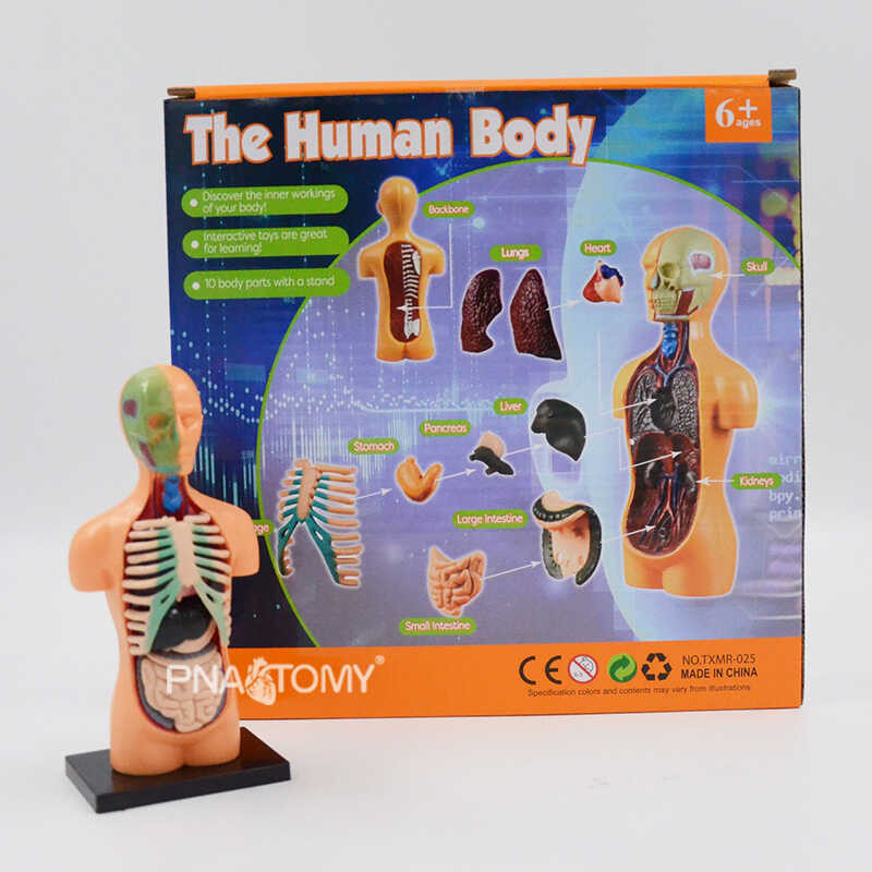 Mini human torso model Detachable Human body anatomical DIY Children ...
