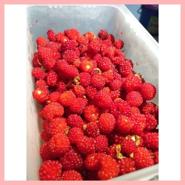 Sampinit Live Plant (Small) / Local Wild Raspberry | Shopee Philippines