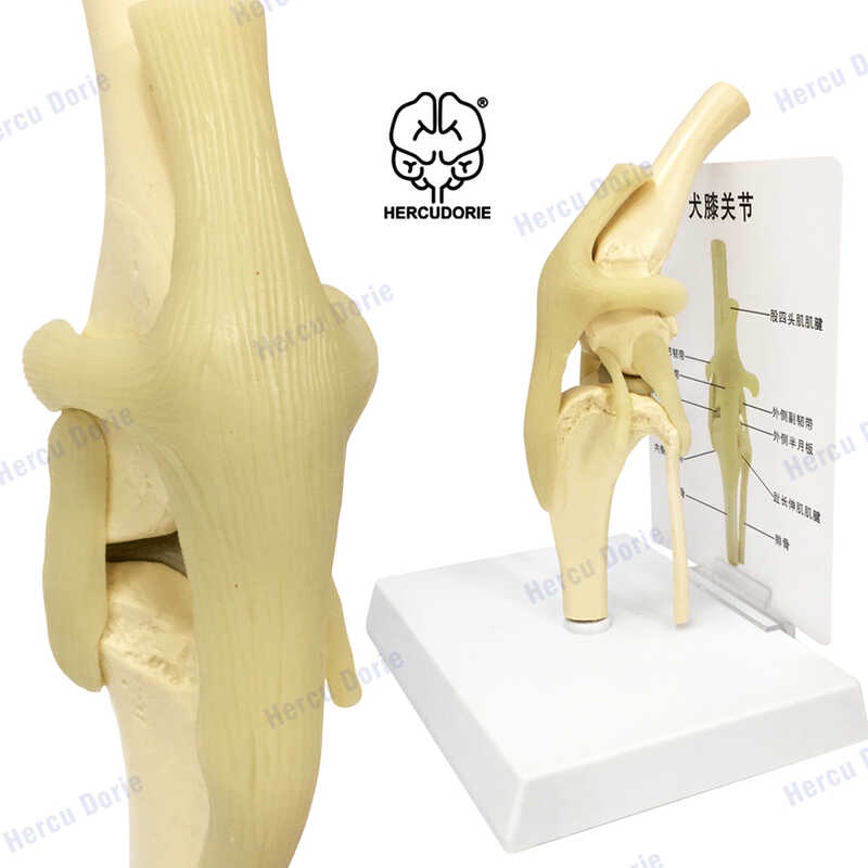 2 Canine Knee Joint Model [Unk] Animal Body Anatomy Replica Of Dog ...
