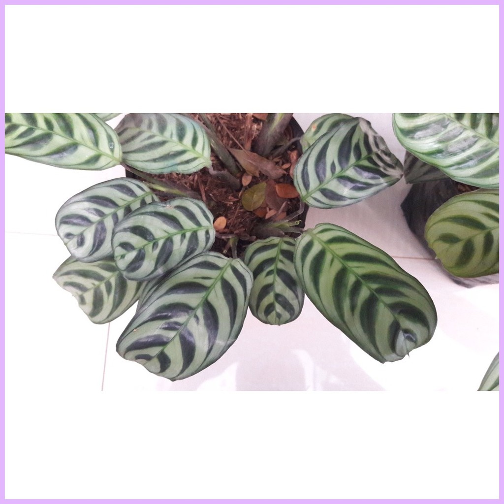 Calathea Burle Marxii ( Fishbone Calathea ) | Shopee Philippines