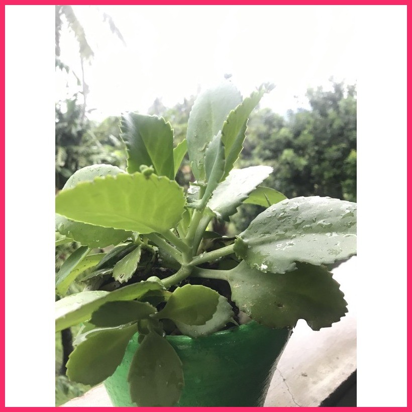 ♠ Mother of Thousands Succulent Plant or Kataka taka | Shopee Philippines