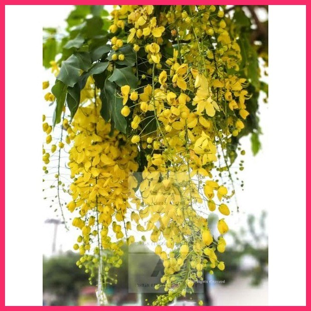 Golden Shower Tree seedlings /Cassia fistula tree plant seedlings ...