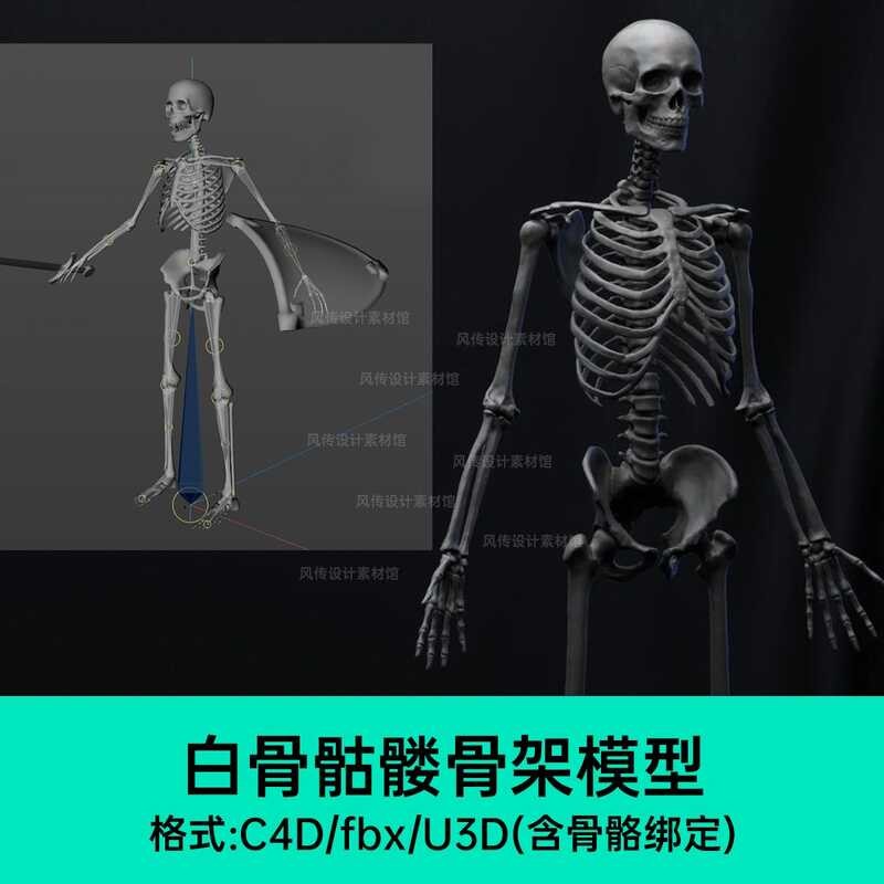 White Bone Frame Skull 3D Model Material Human Bone U3D Bone Binding ...