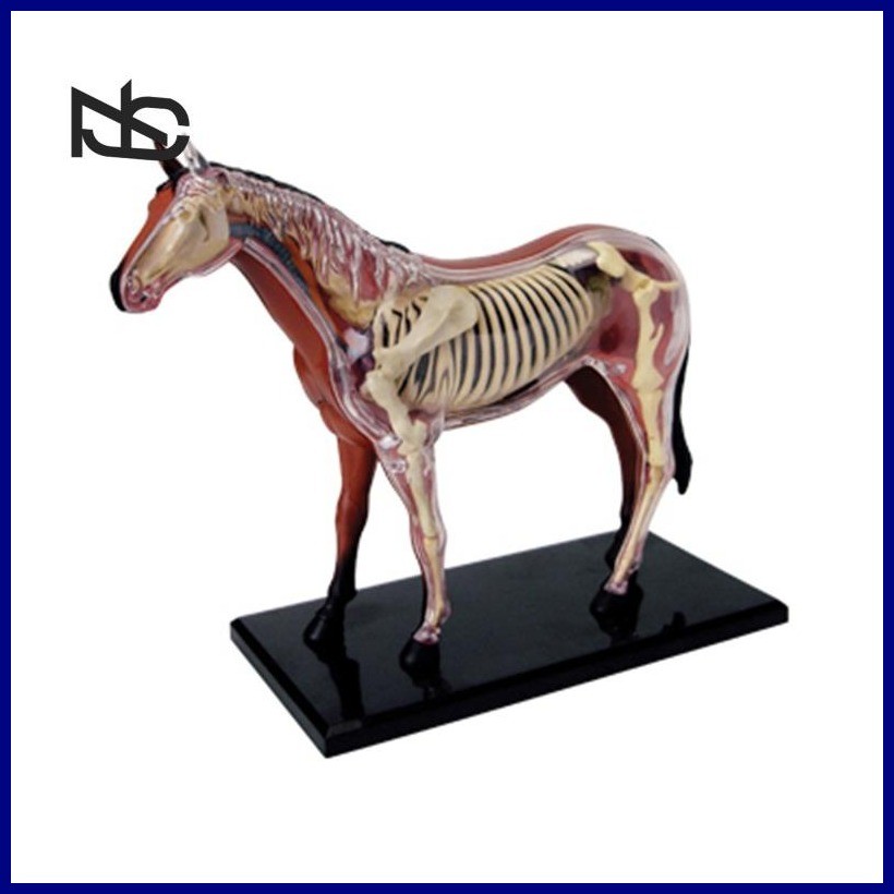 Animal Organ Anatomy Model 4D Horse Intelligence Assembling Toy ...