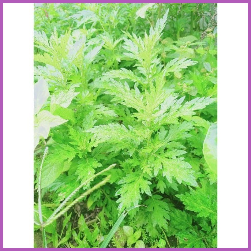 ⭐ Damong Maria Herbal Tea 12pcs TeaBags (Panlinis ng Matris) | Shopee ...