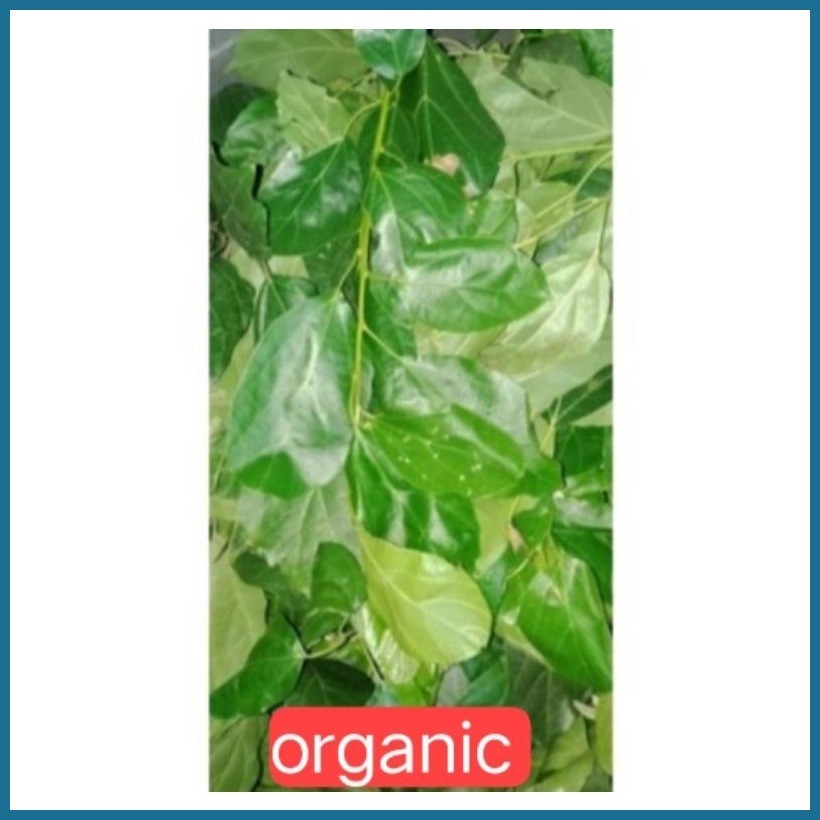 ∇ anonang leaves with free sanga gamot sa binat at bagong panganak ...