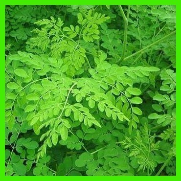§ MALUNGGAY SEEDS (Moringa oleifera) | Shopee Philippines