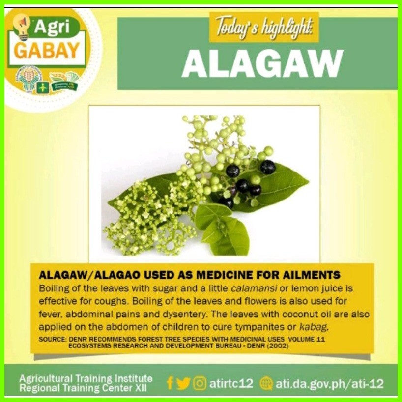 ๑ Fresh Alagaw Leaves/Herbal Leaves(50grams) | Shopee Philippines