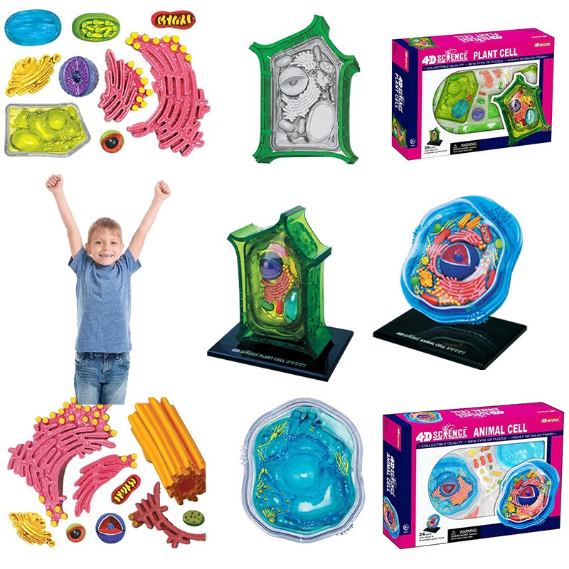 Learn Biology With 4d Master Animal Cell Plant Cell Model Display ...