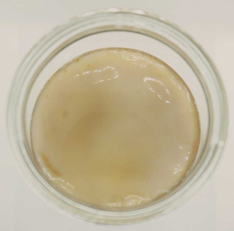 KOMBUCHA SCOBY STARTER KIT (SCOBY + Starter Tea) with a Printed HOW TO ...