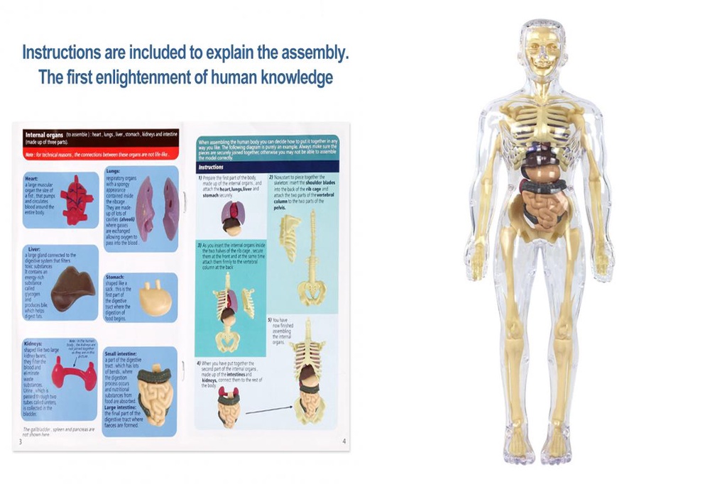 Lingoer| Human Skeletal Structure Toy Detachable Human Body Model ...