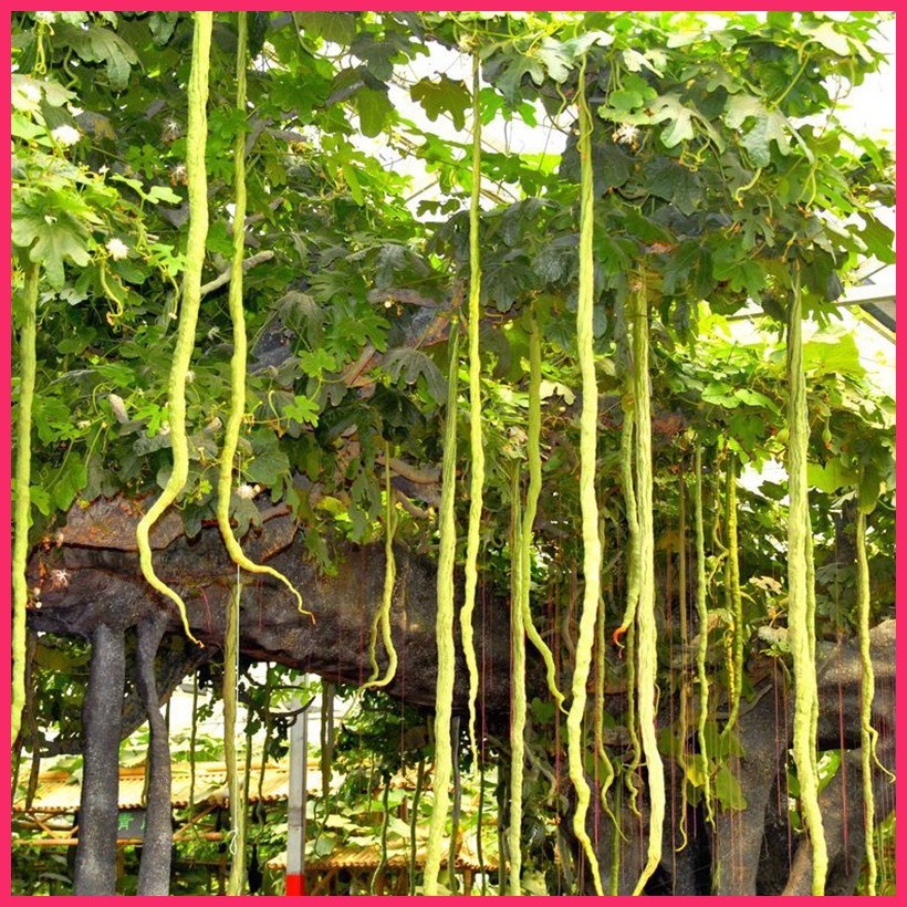 Rare Snake Gourd Bean Seeds (4 Seeds) Chinese Snake Gourd Seeds Python ...