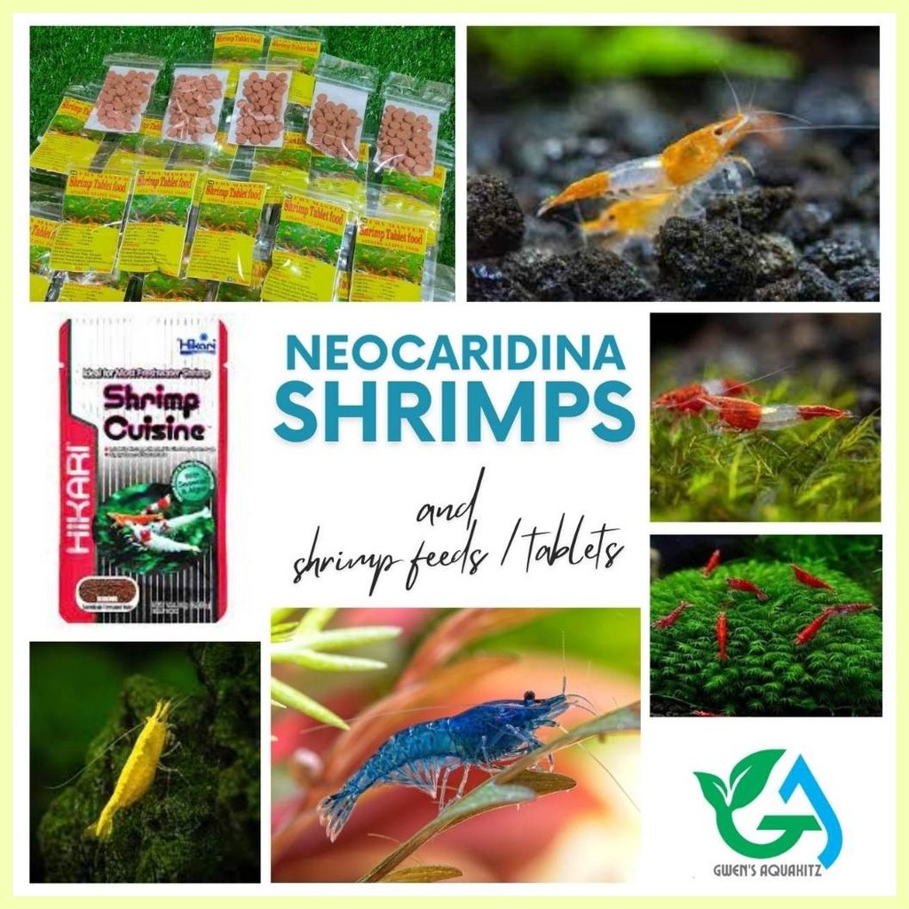 ˍ Dwarf Shrimp Tablet / Hikari Shrimp Cuisine [for Dwarf Shrimp ...