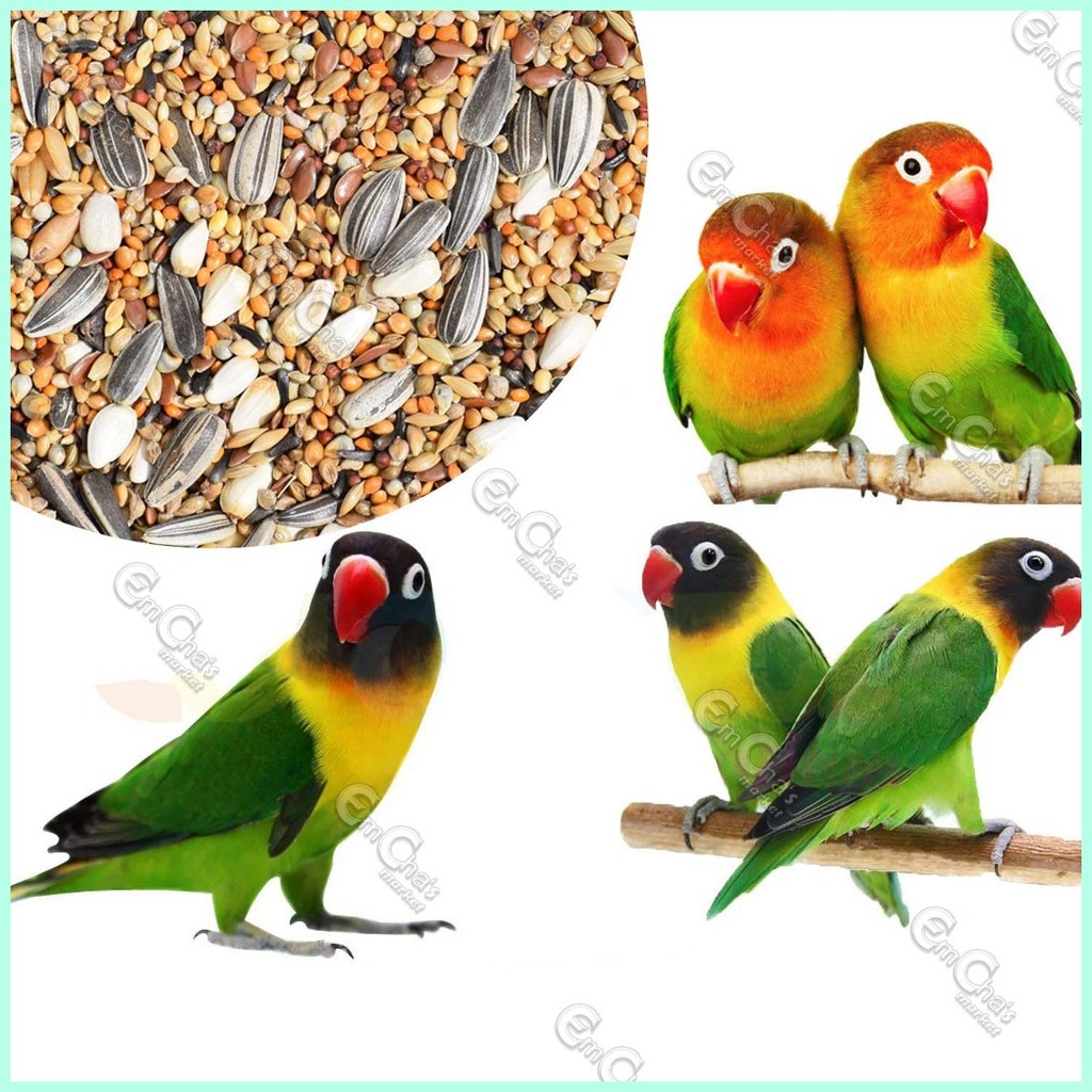 500g African Love Birds Food: AFRICAN MIXED BIRD SEEDS (brd) | Shopee ...