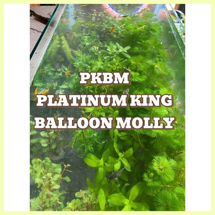 ∇ ˍ ♠ AQUARIUM PLANTS AND DECOR FOR PKBM(PLATINUM KING BALLOON MOLLY ...