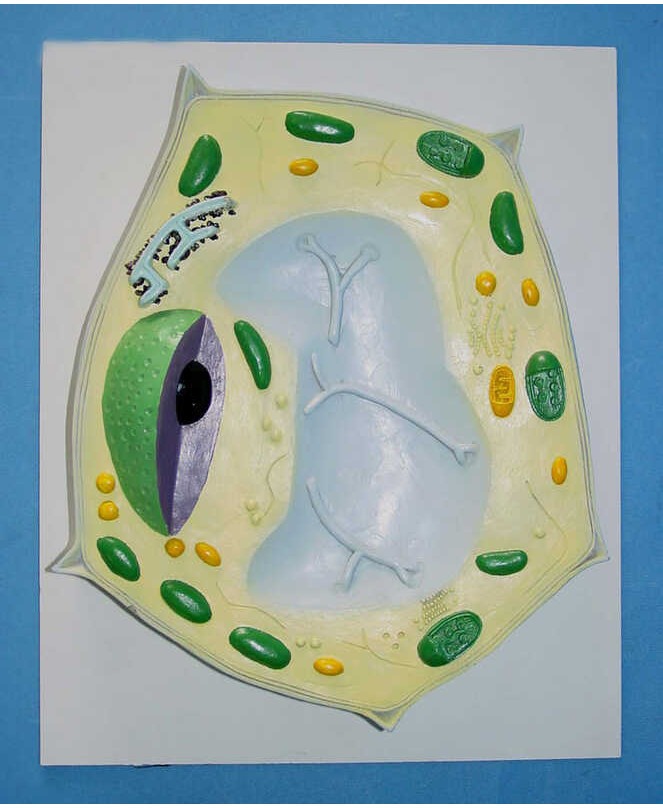 Plant Cell model Cell submicroscopic structure model Anatomical Model ...