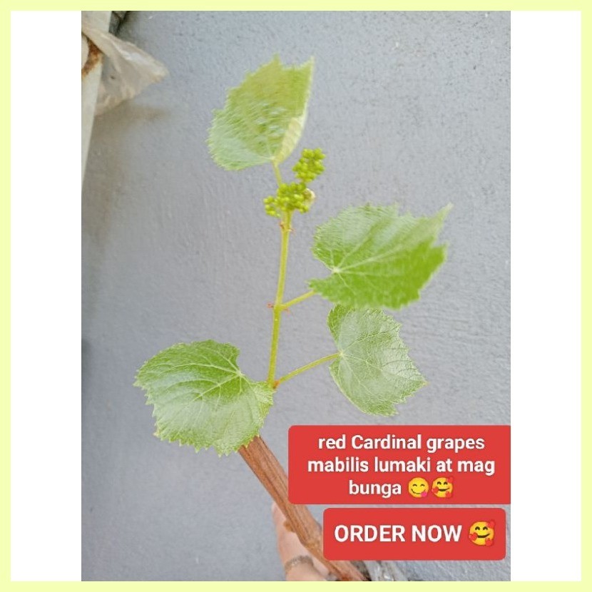 RED CARDINAL GRAPES Gamot sa cancer pwde sa paso my dahon at ugat na ...