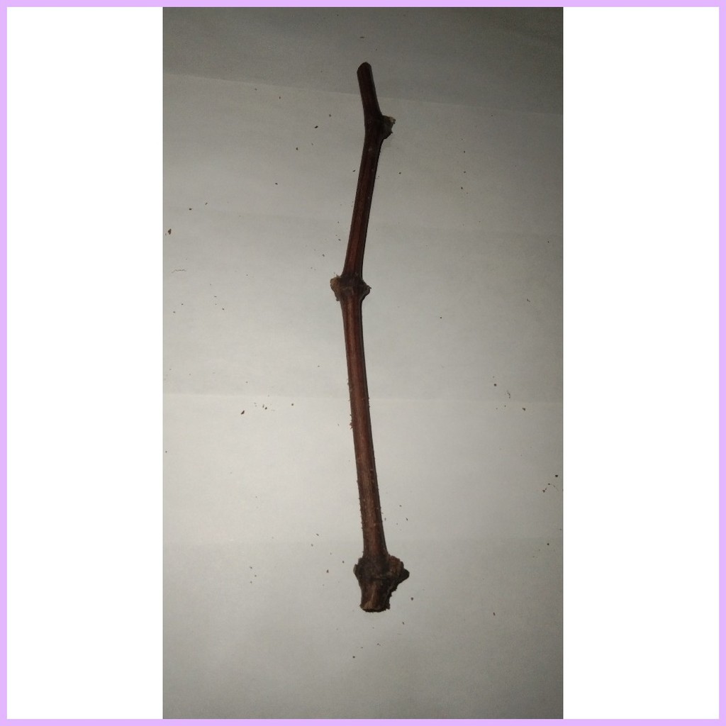 Grape Cuttings Brazilian hybrid White Muscat of Alexandria Black Ribier ...