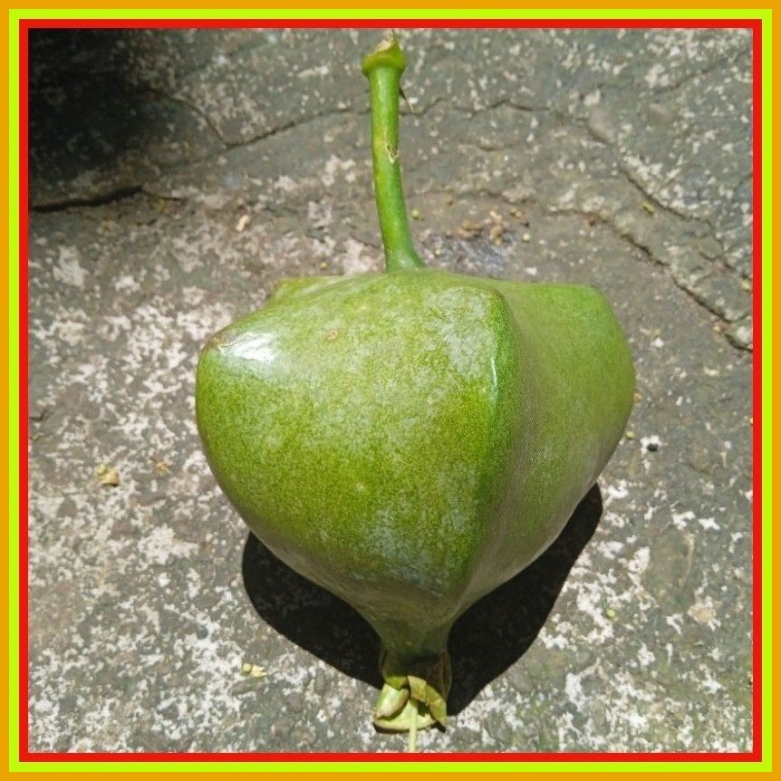 bitoon Fresh gamot sa goiter, cyst, tumor and more (1kg) | Shopee ...